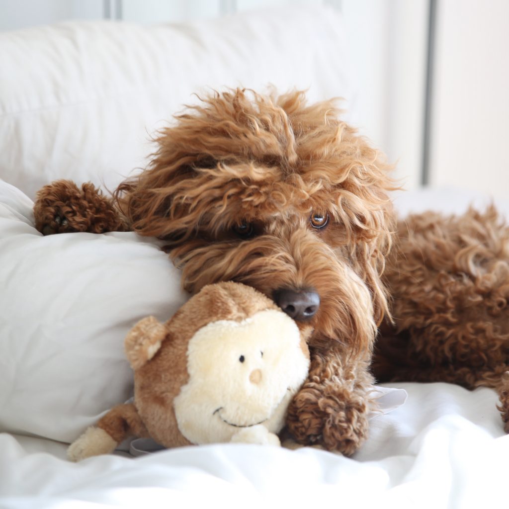 Brainey - Monkey | Dog Accessories | ZippyPaws | ZippyPaws